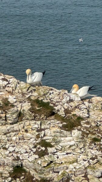 Visit Bempton Cliffs: Puffins, Walks & Stunning Views